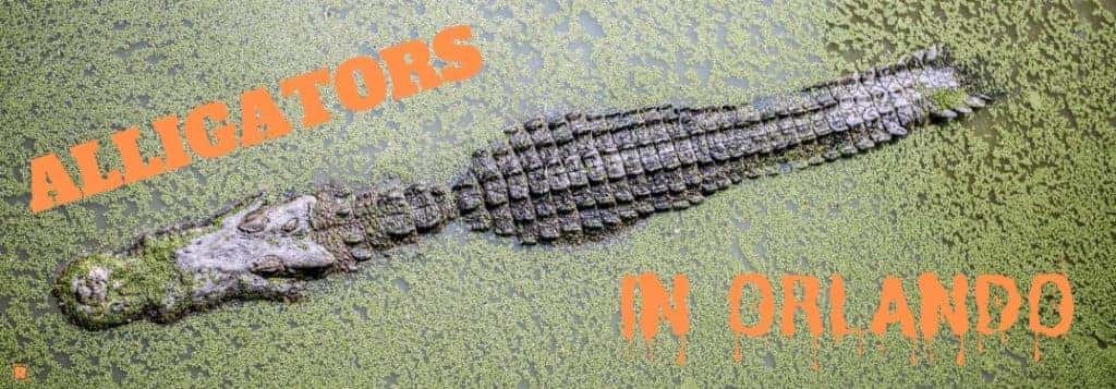 Are alligators in Orlando dangerous? Florida Safety Tips