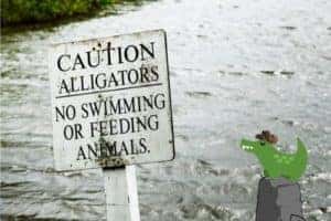 Are alligators in Orlando dangerous? Florida Safety Tips