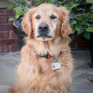 Rusty the Dog, "Mascot" | Underriner Hyundai